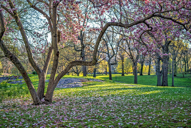 Central Park in spring stock photo. Image of urban, spring - 267061560
