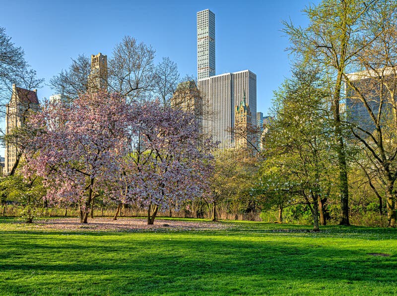Central Park in spring stock photo. Image of malus, nature - 267061624