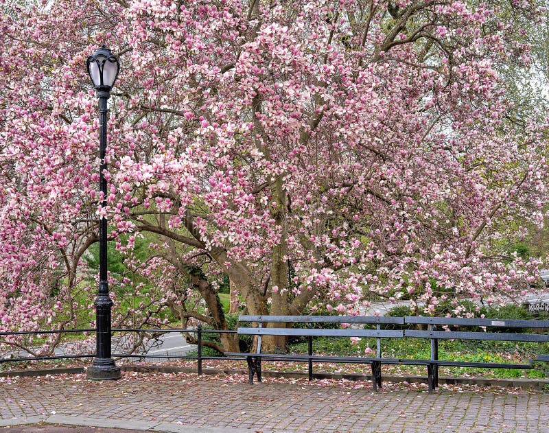 Central Park in spring stock photo. Image of plants - 267061668