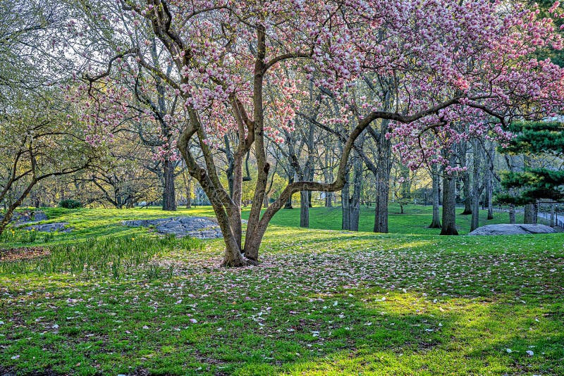 Central Park in spring stock photo. Image of season - 267061696