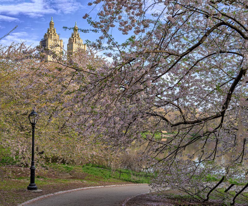 Central Park in spring stock photo. Image of pulic, sweet - 267061708