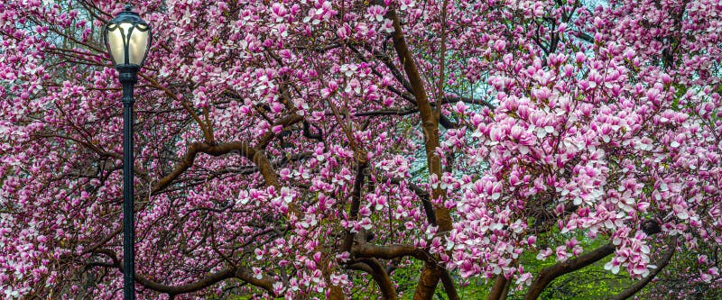 Central Park in spring stock image. Image of magnoliaceae - 273610937