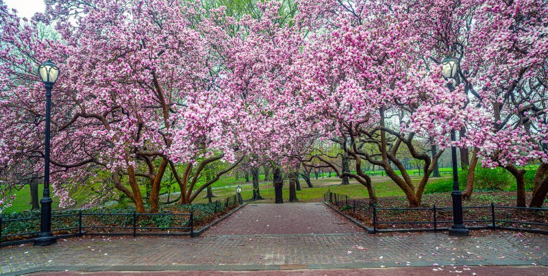 Central Park in spring stock image. Image of garden - 273610959