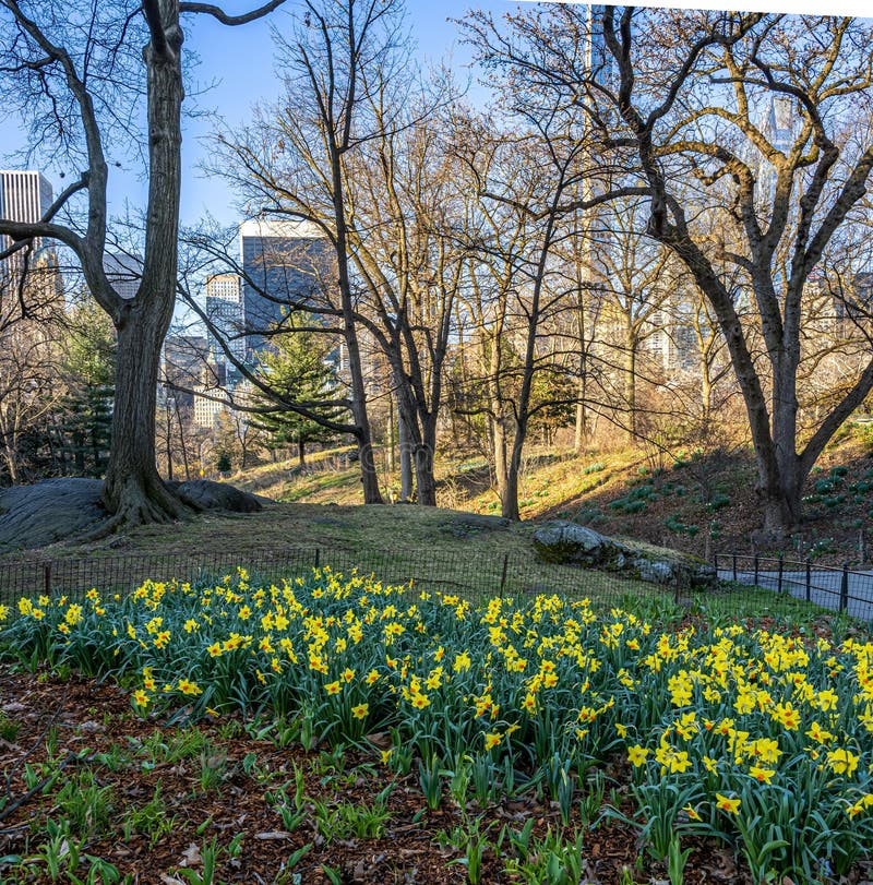 Central Park in spring stock photo. Image of season - 273610984
