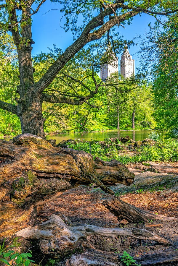 Central Park in spring stock image. Image of york, garden - 273611031