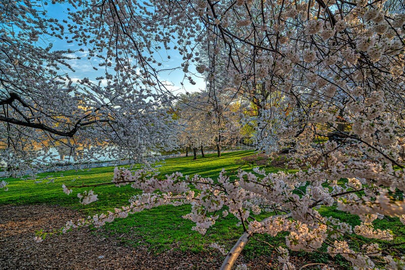 Central Park in spring stock photo. Image of season - 273611084