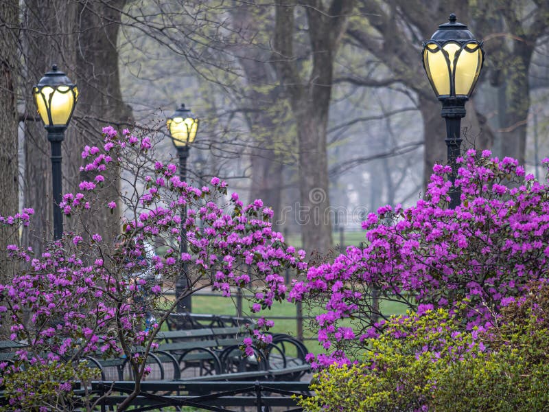 Central Park in spring stock image. Image of garden - 275133523