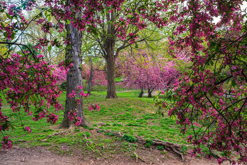 Central Park in spring stock photo. Image of tourism - 301566596