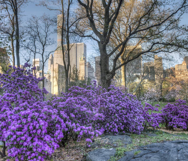 Central Park spring stock image. Image of pentanthera - 54030513