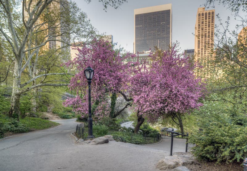 Central Park spring stock photo. Image of city, central - 55329152