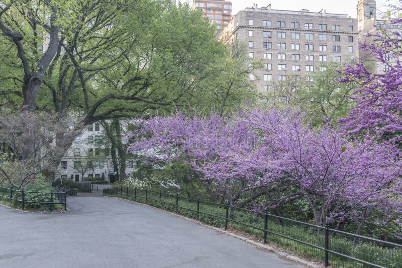 Central Park spring editorial stock image. Image of manhattan - 55805129