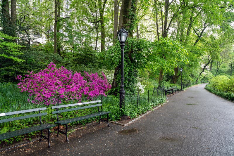 Central Park in spring stock photo. Image of landscape - 234067604