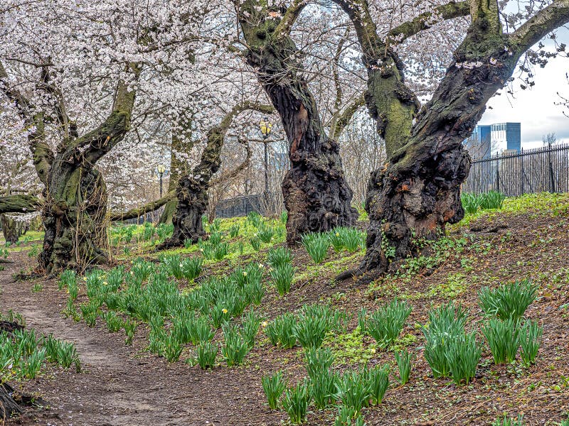 Central Park in spring stock photo. Image of garden - 265718170