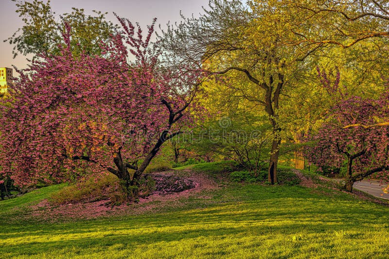 Central Park in spring stock image. Image of kanzan - 272796545