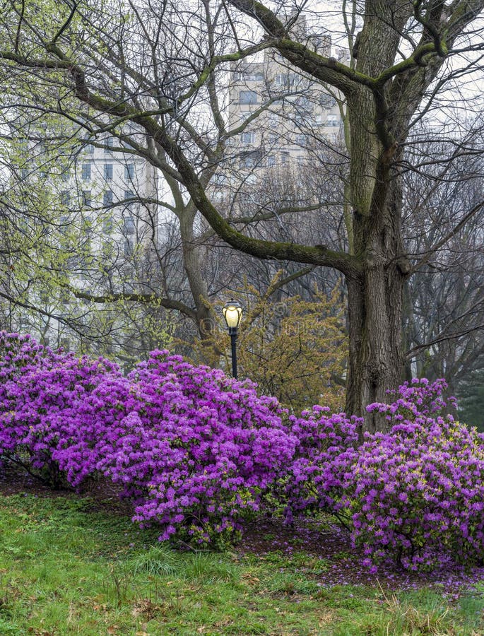 Central Park in spring stock photo. Image of early, nature - 179668204