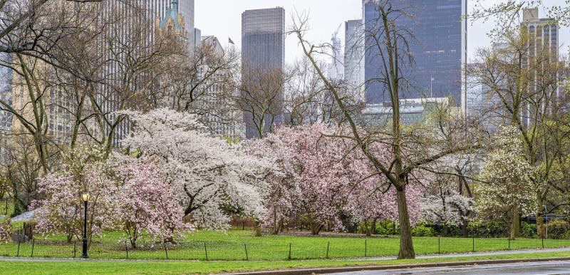 Central Park in spring stock image. Image of flowers - 179668207