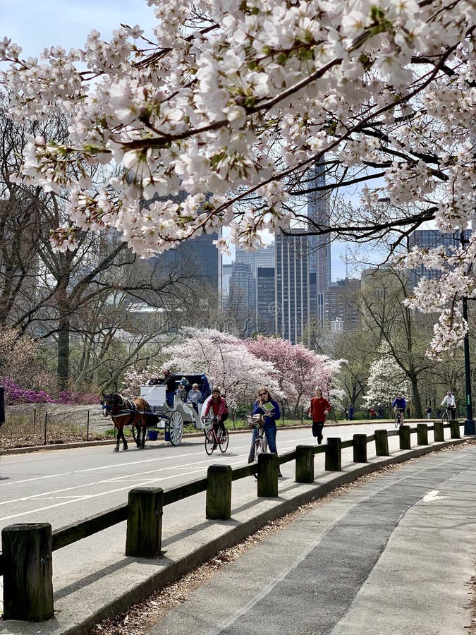 Central Park in the Spring, New York City, USA. Editorial Image - Image ...