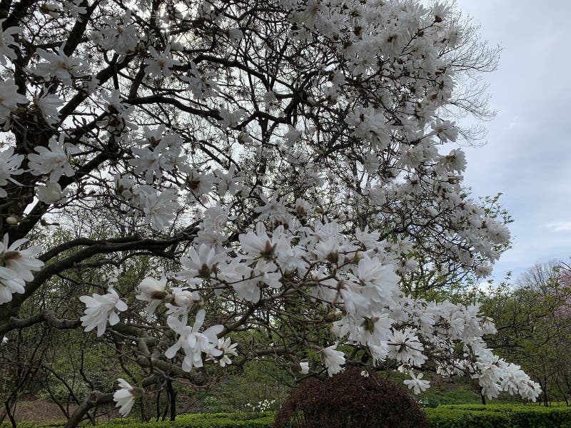 Central Park in the Spring, New York City, USA. Stock Image - Image of ...