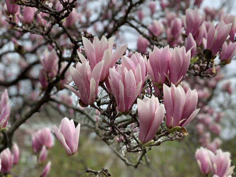 Central Park in the Spring, New York City, USA. Stock Image - Image of ...