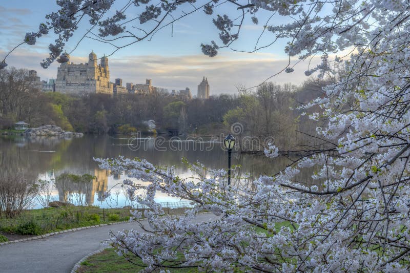 Central Park in spring stock image. Image of green, city - 182196723