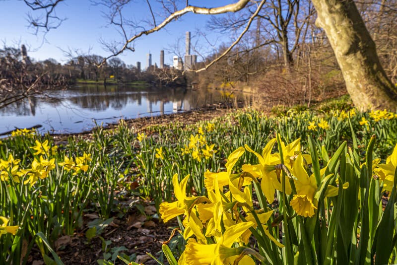 Central Park in spring stock photo. Image of garden - 241434100