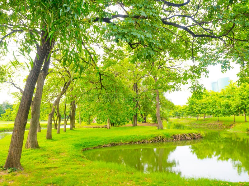 Central Park Sunny Day Tree with Green Grass Stock Photo - Image of ...