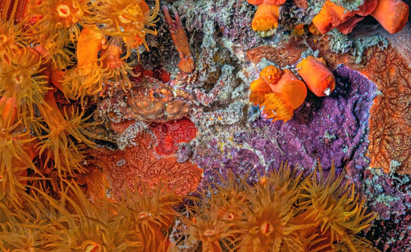 Closeup of Coral Reef at Night Stock Image - Image of closeup ...