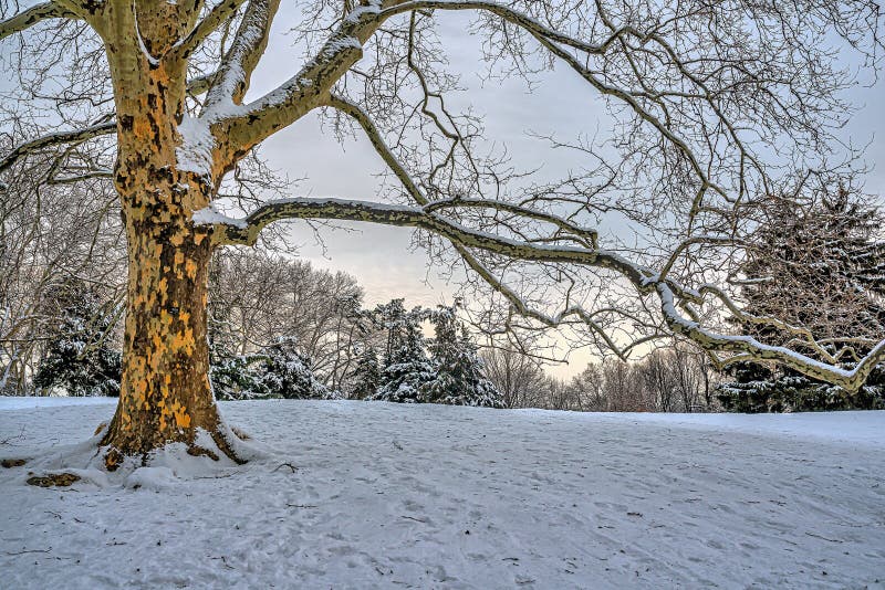 Central Park in Winter after Snow Stock Photo - Image of island, freeze ...