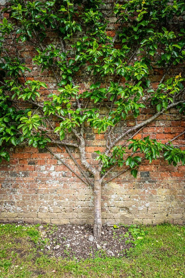The Central Stem and Tiered Branches of an Established Fan Trained ...