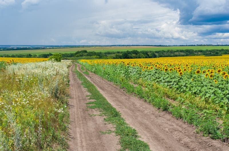Central Ukrainian Rural Landscape Stock Photo - Image of agronomy, crop ...