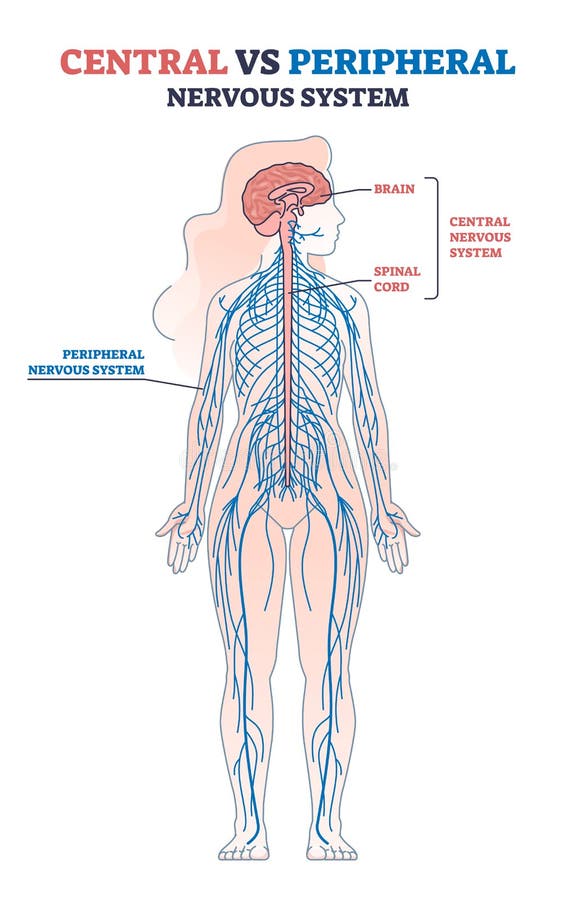 Central Vs Peripheral Nervous System Anatomy Comparison Outline Diagram ...
