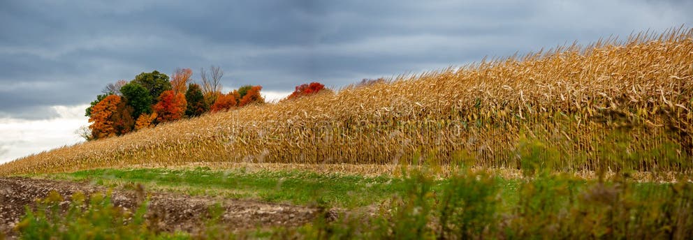Central Wisconsin Corn Crop that is Ready for Harvest in October Stock ...