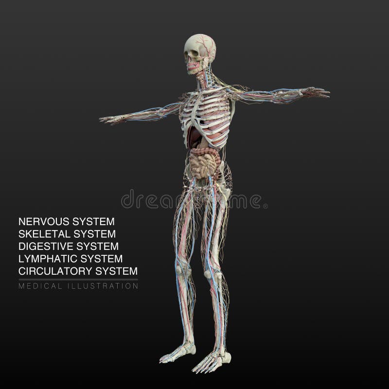 Centrala Och Perifera Nervsystemet. Stock Illustrationer - Illustration ...