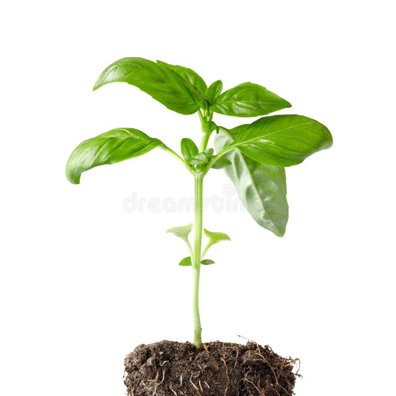 Centrale de basilic image stock. Image du basilic, ingrédient - 19695385