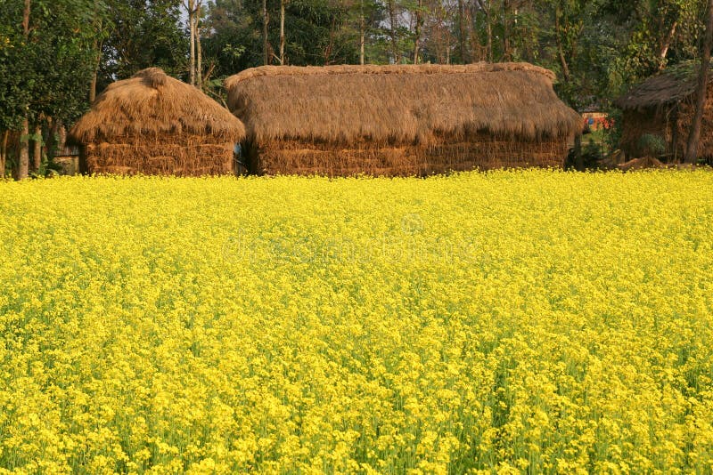 Fleurs De Moutarde En Pleine Floraison Dans Des Domaines De Moutarde ...