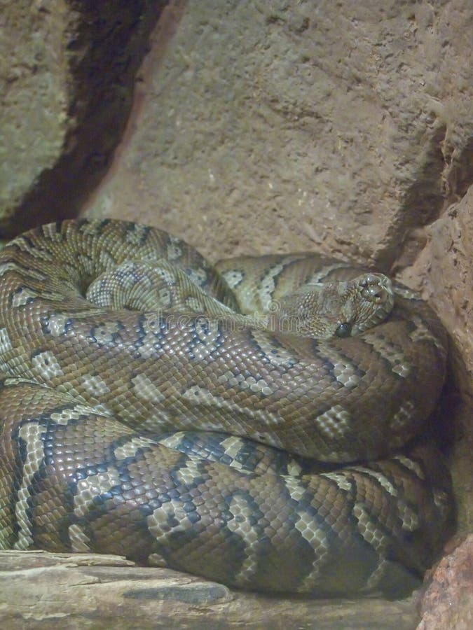 Bredii Stock Photos - Free & Royalty-Free Stock Photos from Dreamstime