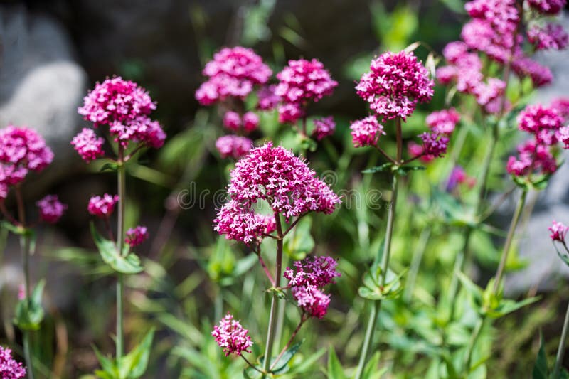 The Scientific Name of this Plant is Centranthus Ruber Stock Photo ...