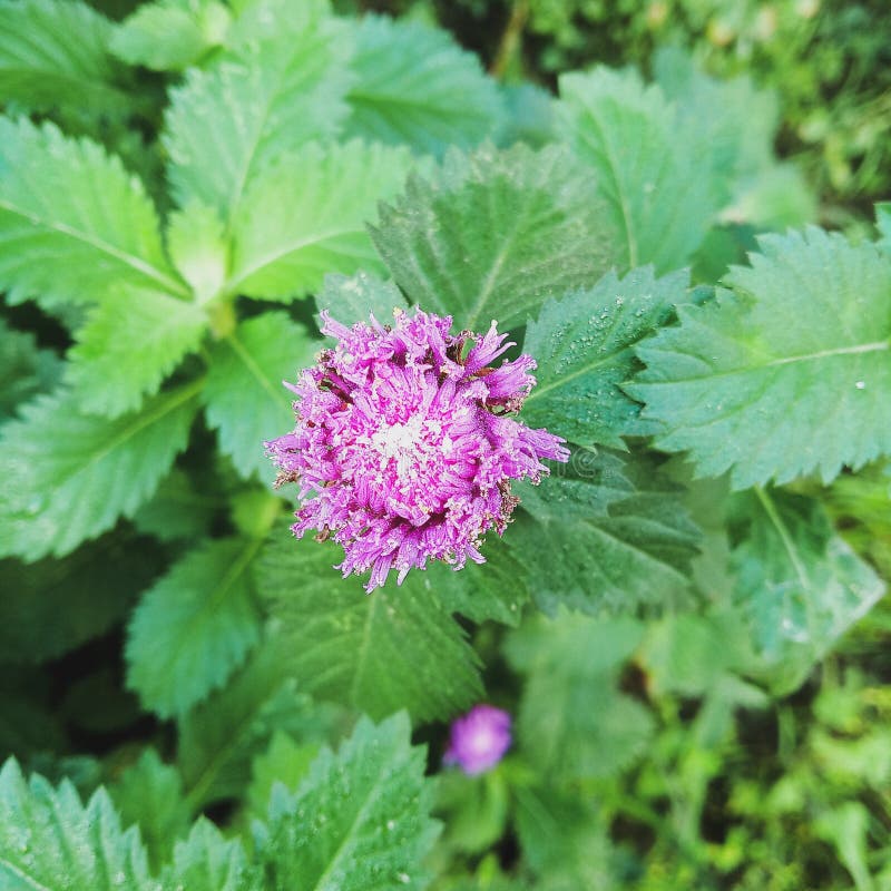 The Centratherum Grew in the Front Garden of the House Stock Image ...