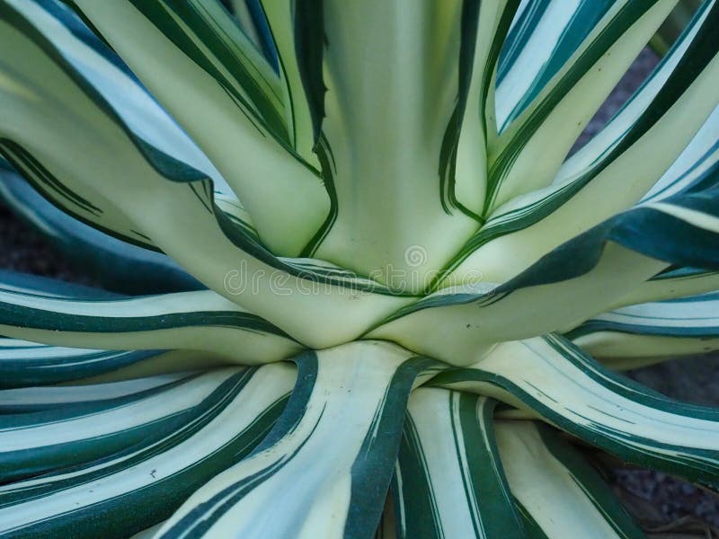 Centre of an Agave Plant stock photo. Image of green - 243880384