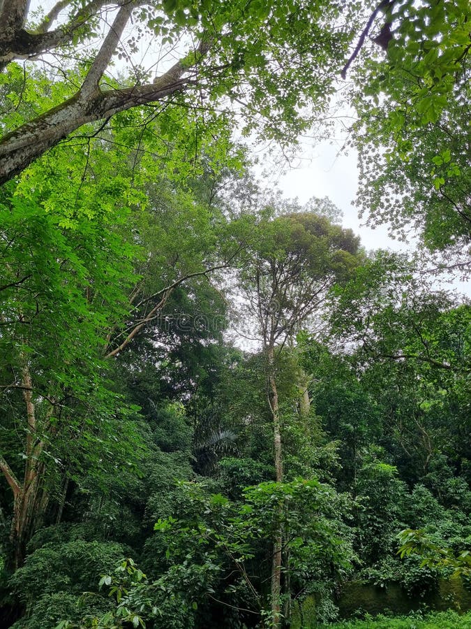 Centre of Tropical Forest in Indonesia Stock Image - Image of branch ...