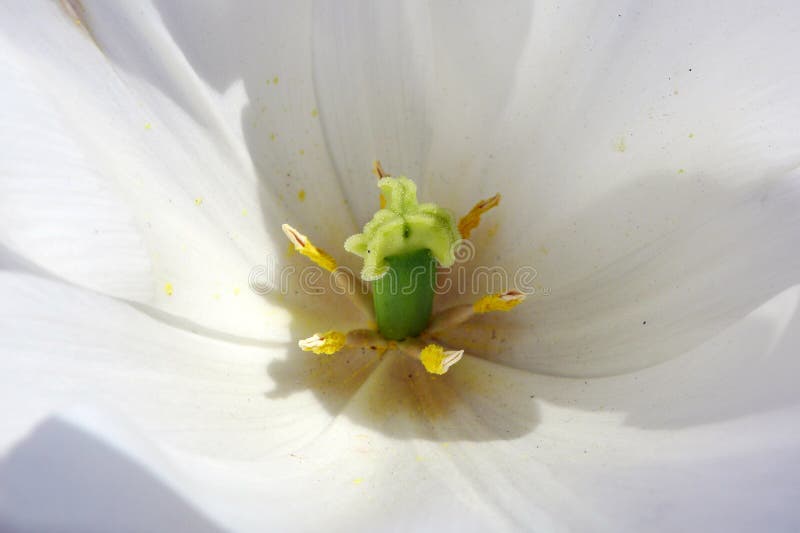 Centre of white tulip stock image. Image of spring, detail - 69533261