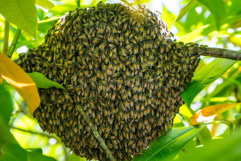 Le Api Mellifere Nidificano Centro Di Focalizzazione Immagine Stock ...