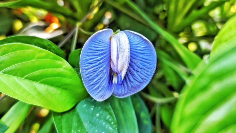 Centrosema Pubescens is a Species of Centrosema Stock Image - Image of ...