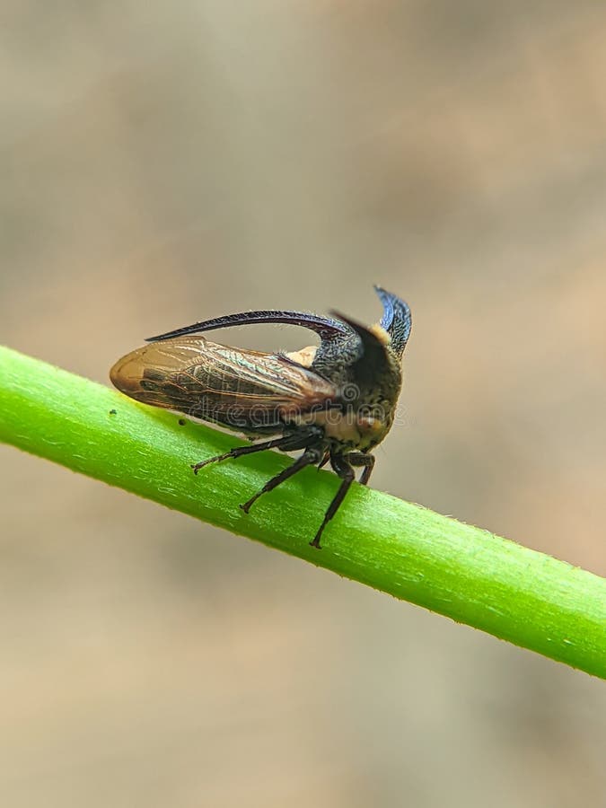 Centrotus Cornutus & X28;thorn-hopper& X29; on the Green Trunk of a ...