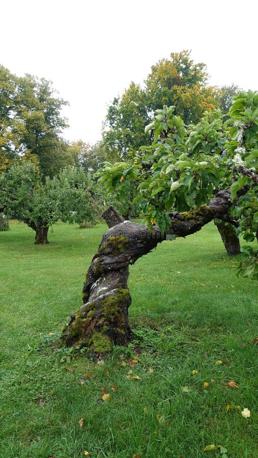 Centuries Old Apple Tree in Early Autumn Stock Photo - Image of branch ...