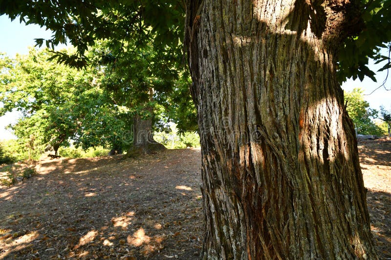 Centuries-old Chestnut Forest. Detail of the Bark of the Chestnut Tree ...