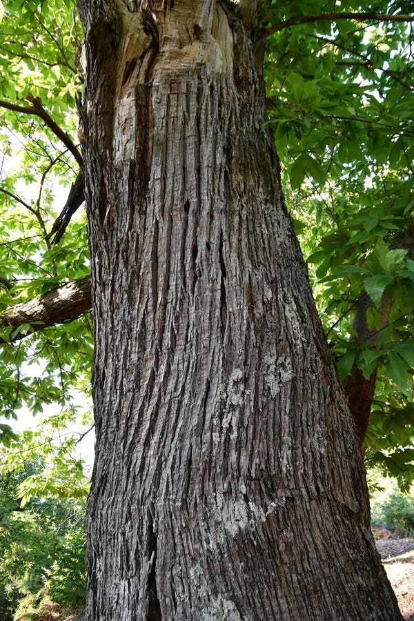 Centuries-old Chestnut Forest. Detail of the Bark of the Chestnut Tree ...