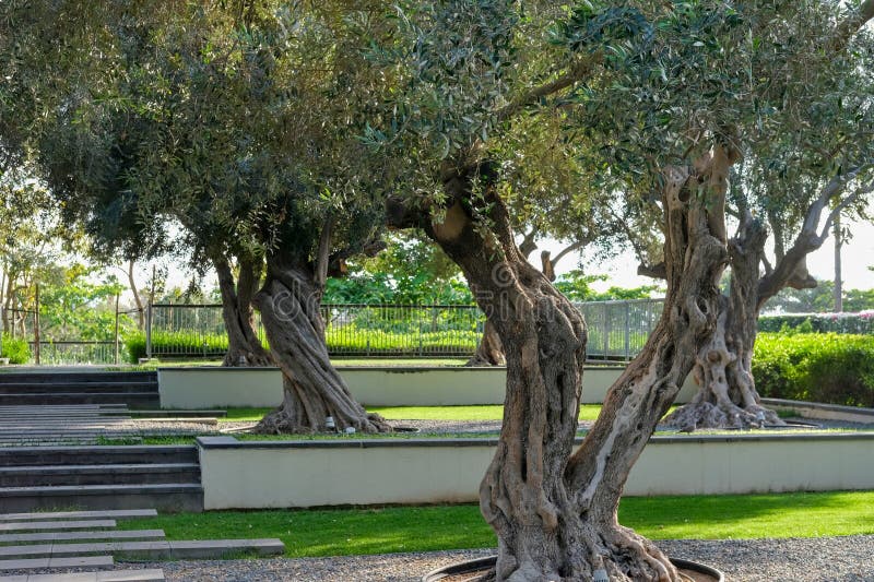 Centuries-old Decorative Olive Trees in the Garden Park in UAE, Climate ...