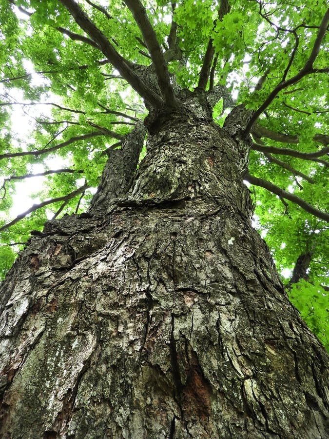 Old Maple Tree Stands Tall In Farmers Field Stock Image - Image of ...