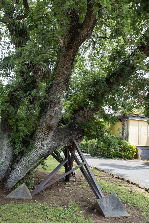 A Centuries-old Oak Tree Supported by Sturdy Steel Structure.. Stock ...